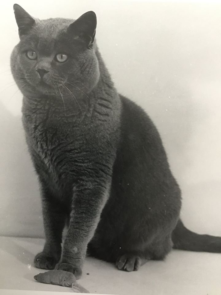 About – The British Shorthair Cat Club
